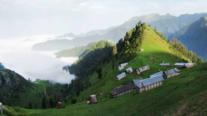 Have You Ever Seen the Outstanding Natural Beauty of the Forests in ...