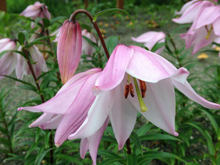 India’s Hidden Gem: Explore the Colorful World of Shirui Lily Festival ...